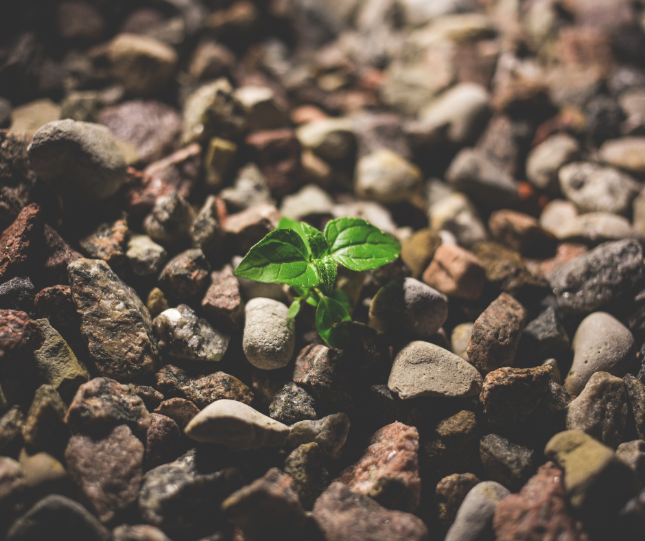 Growing A Company That Doesn’t Grow – Beyond Authority